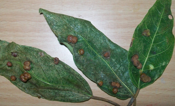 Leaf galls | Project Noah