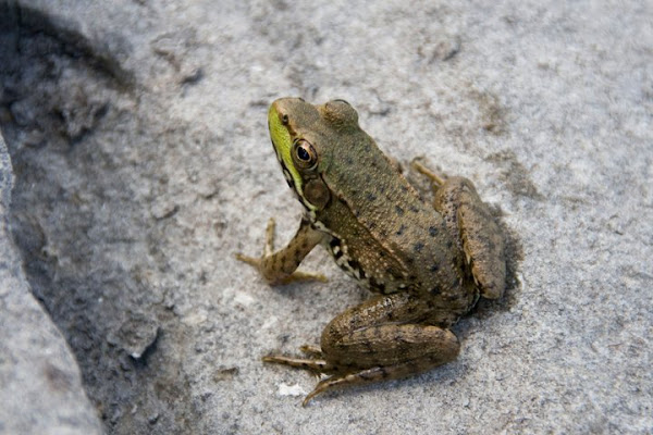 Green Frog | Project Noah