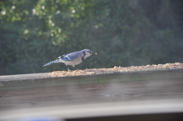Blue Jay | Project Noah