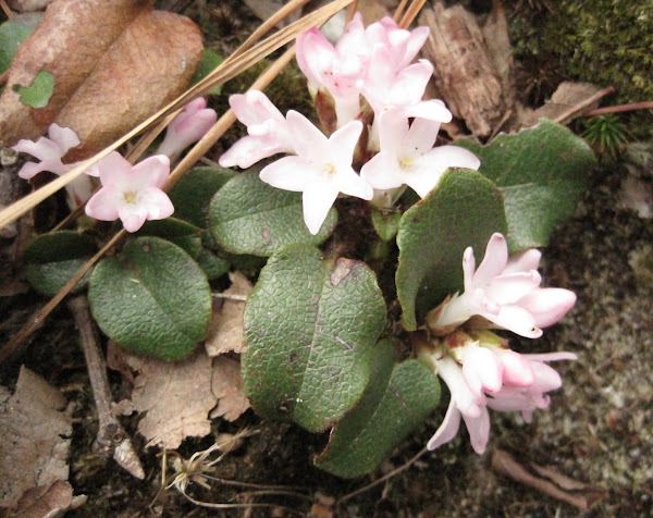Trailing Arbutus | Project Noah