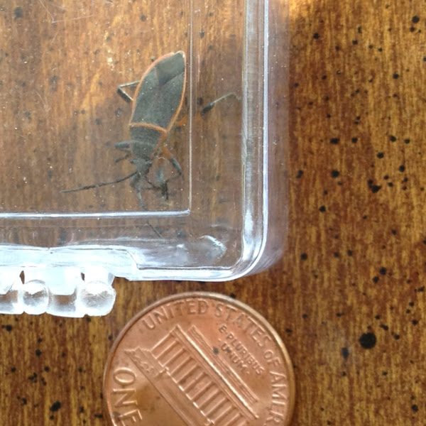 Bordered Plant Bug | Project Noah