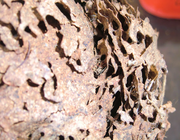 Drywood Termite | Project Noah