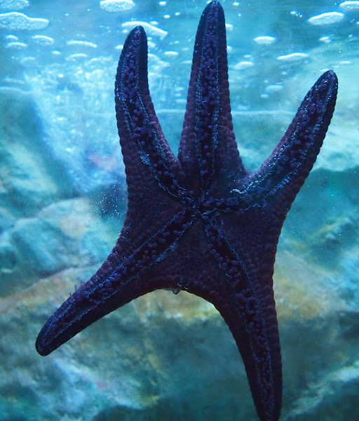 Chocolate chip starfish / sea star | Project Noah