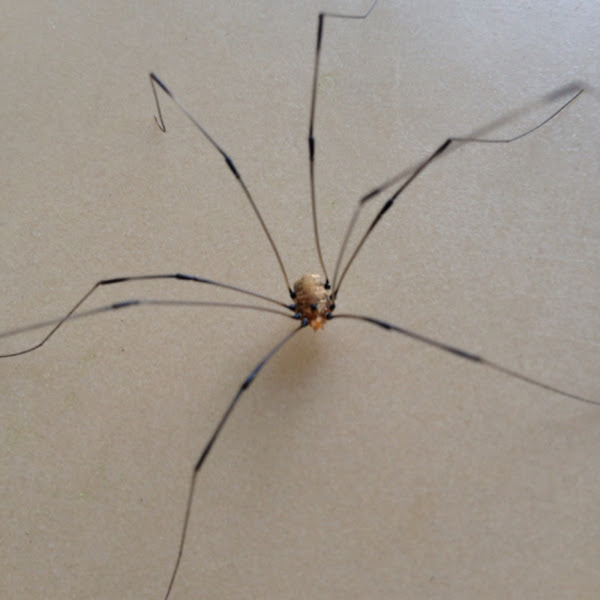 Harvester spider or nickname grand daddy long leg | Project Noah