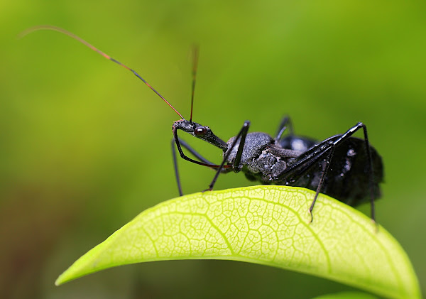 Bee Assassin Bug | Project Noah