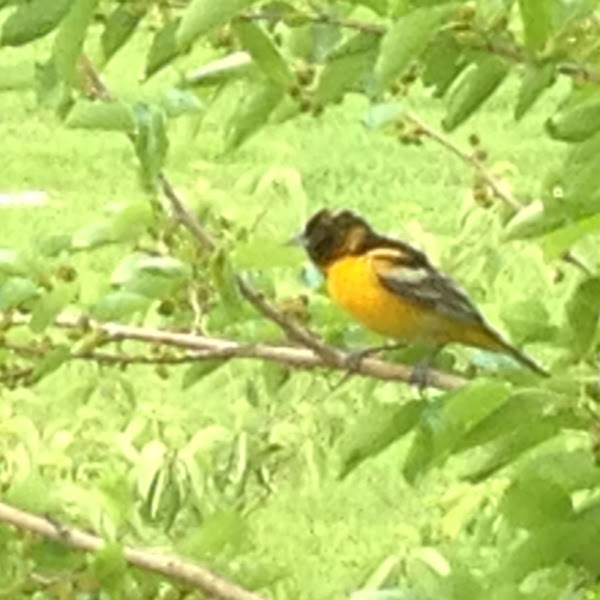 Oriole | Project Noah