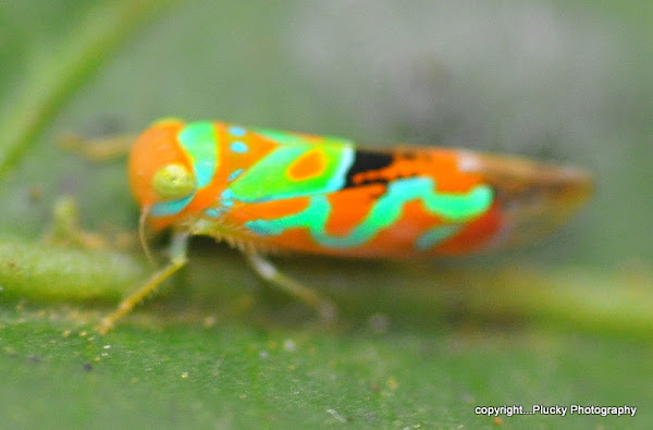 leaf hopper | Project Noah
