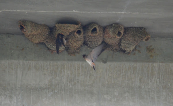 Cliff Swallow | Project Noah