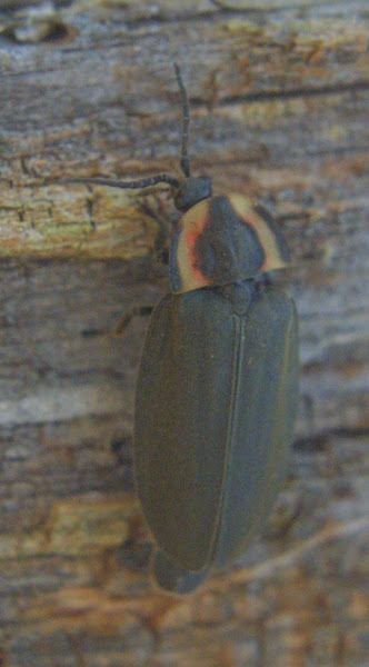 Winter Firefly | Project Noah