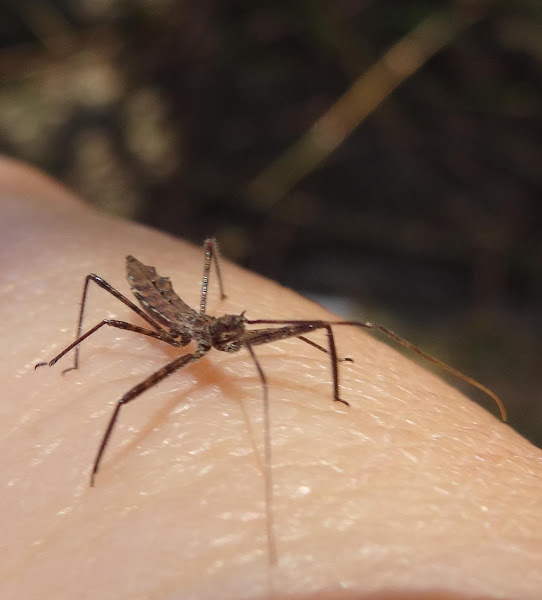 Assassin Bug Nymph | Project Noah