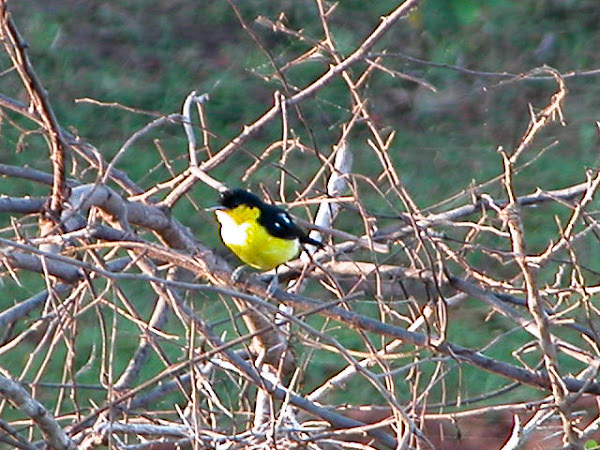 Common Iora | Project Noah