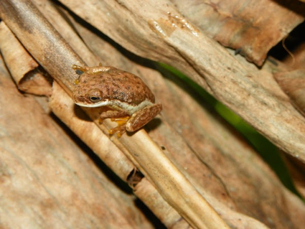 Small-eared Treefrog | Project Noah