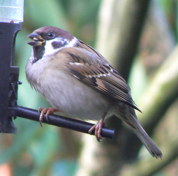 Eurasian Tree Sparrow | Project Noah