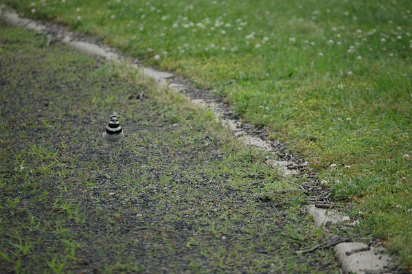 Killdeer | Project Noah