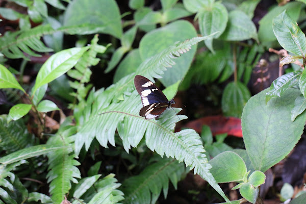 Cydno Longwing | Project Noah