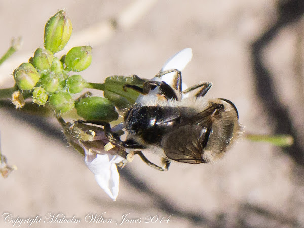 Hover Fly | Project Noah