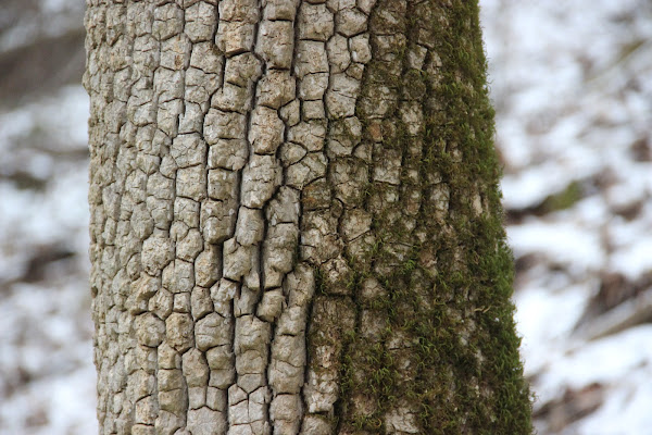 White Ash | Project Noah