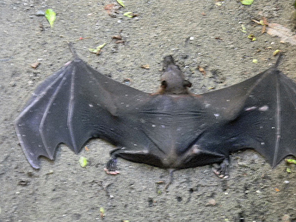 New Guinea naked-backed fruit bat | Project Noah