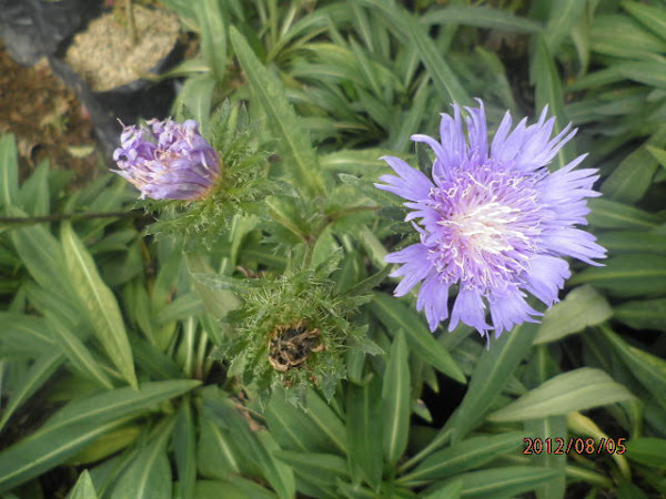 stokes's aster | Project Noah