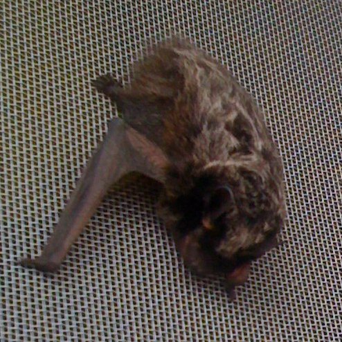 Fruit Bat | Project Noah