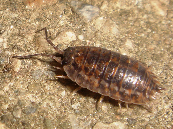 Pillbug | Project Noah