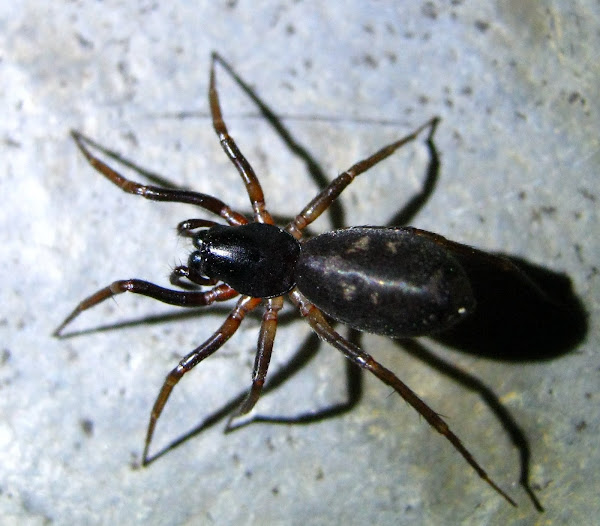 Spider | Project Noah