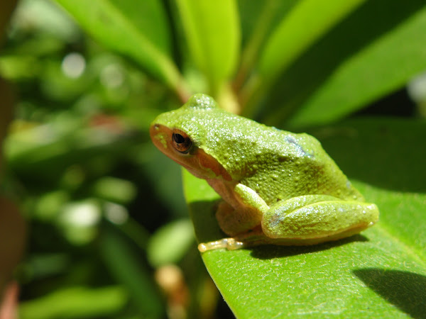 pacific tree frog | Project Noah