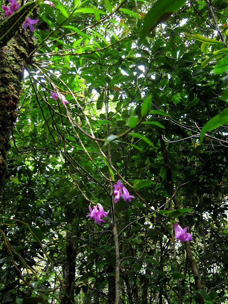 Hasselt's Dendrobium | Project Noah