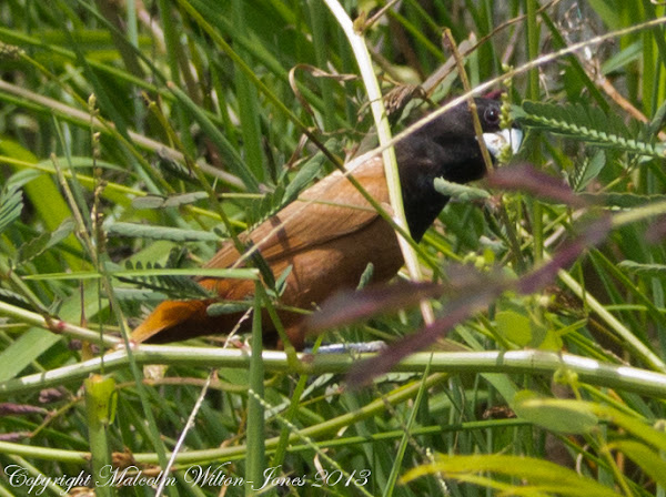 Chestnut Munia | Project Noah