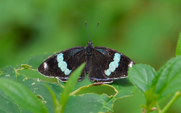 Mariposa 88 | Project Noah