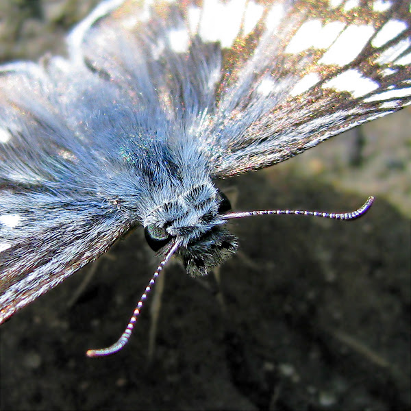 Common Checkered-Skipper | Project Noah