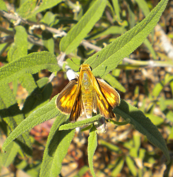 (Female) Fiery Skipper | Project Noah