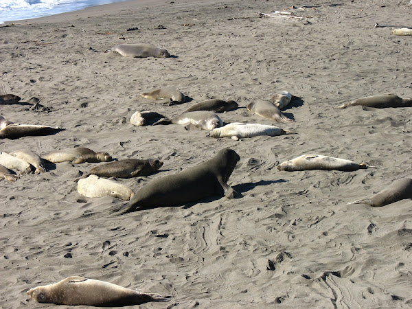 Elephant Seals | Project Noah