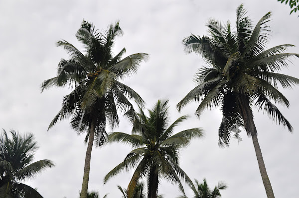 Philippine coconut | Project Noah