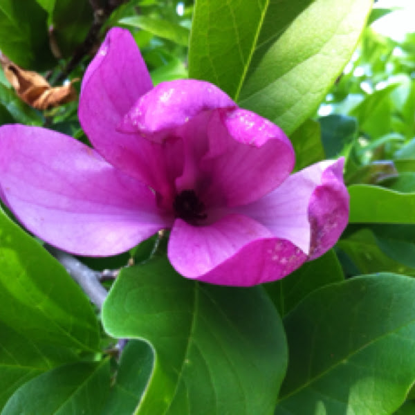 Saucer Magnolia or Tulip Tree | Project Noah