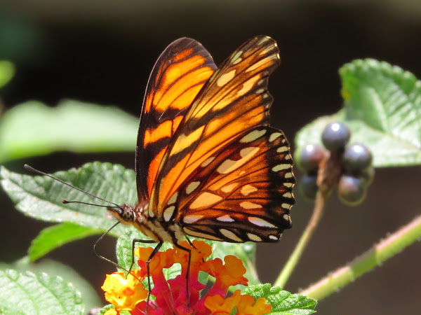 Juno Longwing | Project Noah