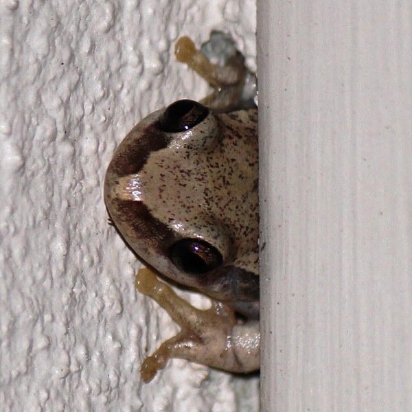 Desert or Naked Tree Frog | Project Noah