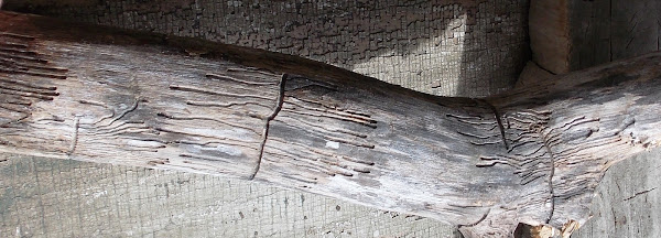 True Bark Beetle | Project Noah