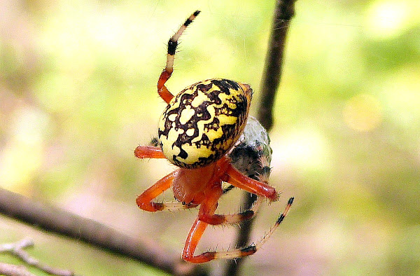 Marbled Orb Weaver Spider | Project Noah