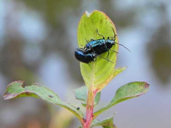 Flea Beetle | Project Noah