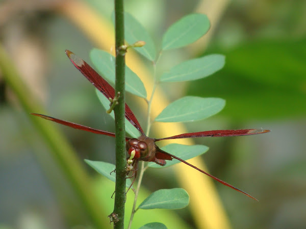 Red Grasshawk Dragonfly | Project Noah