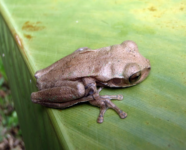 Drab Treefrog | Project Noah