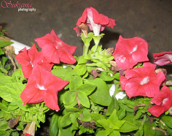 Petunia | Project Noah