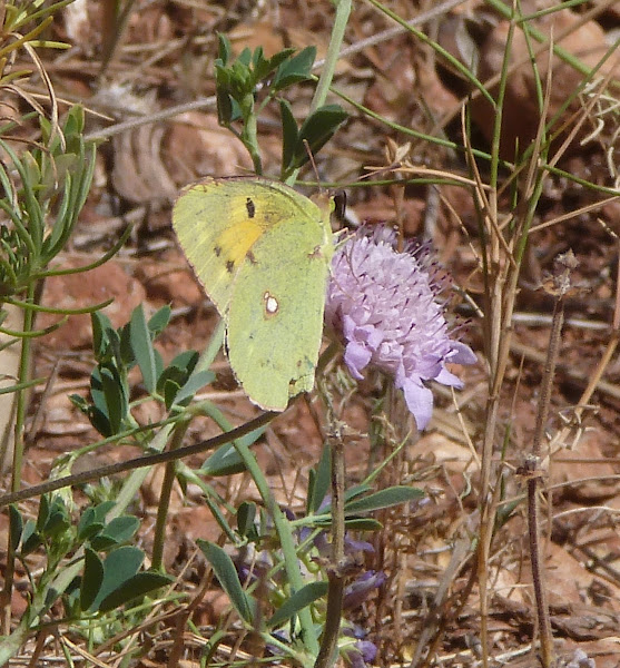 Clouded Yellow | Project Noah