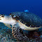 Hawksbill sea turtle | Project Noah