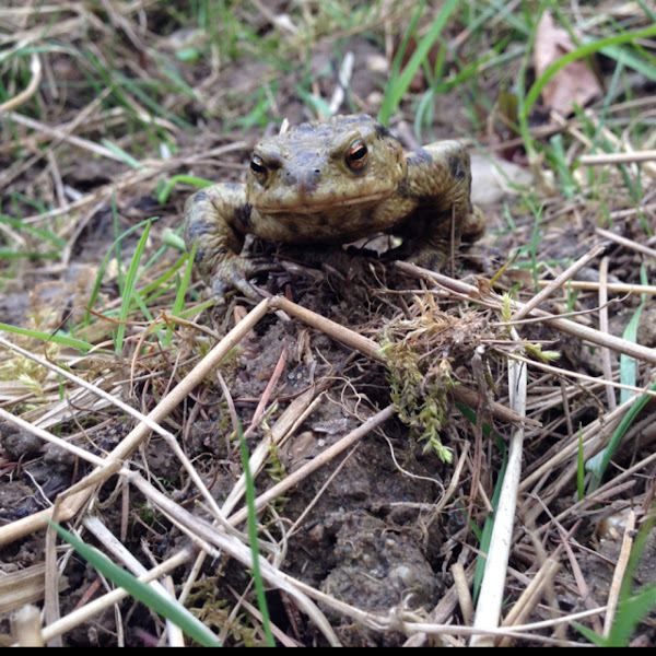 Common toad | Project Noah