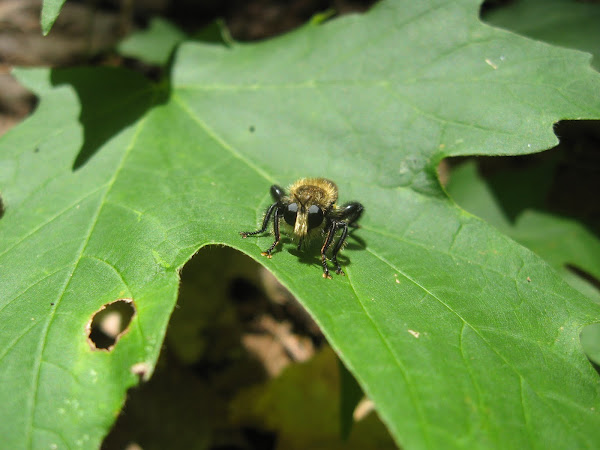 Robber fly bee mimic | Project Noah