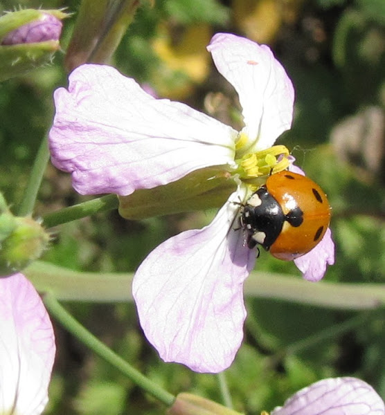 Seven-spotted ladybug | Project Noah