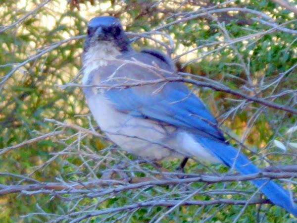 Western Scrub Jay | Project Noah