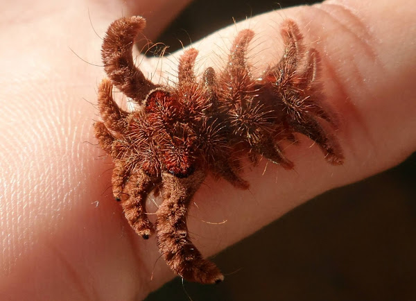 Monkey Slug or Hag Moth Caterpillar | Project Noah